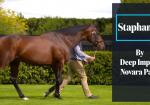Novara Park Stud | Waikato, New Zealand